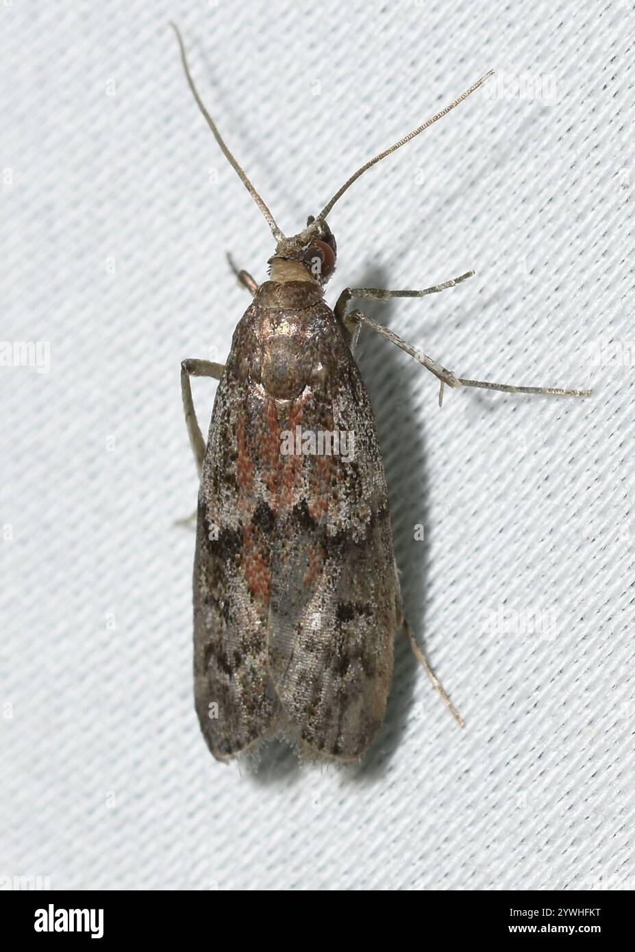 Dried Fruit Moth (Vitula edmandsii Stock Photo - Alamy