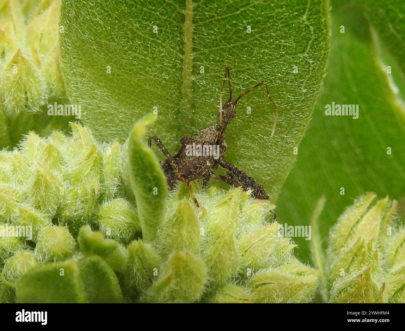 Spiny Assassin Bug (Sinea spinipes Stock Photo - Alamy