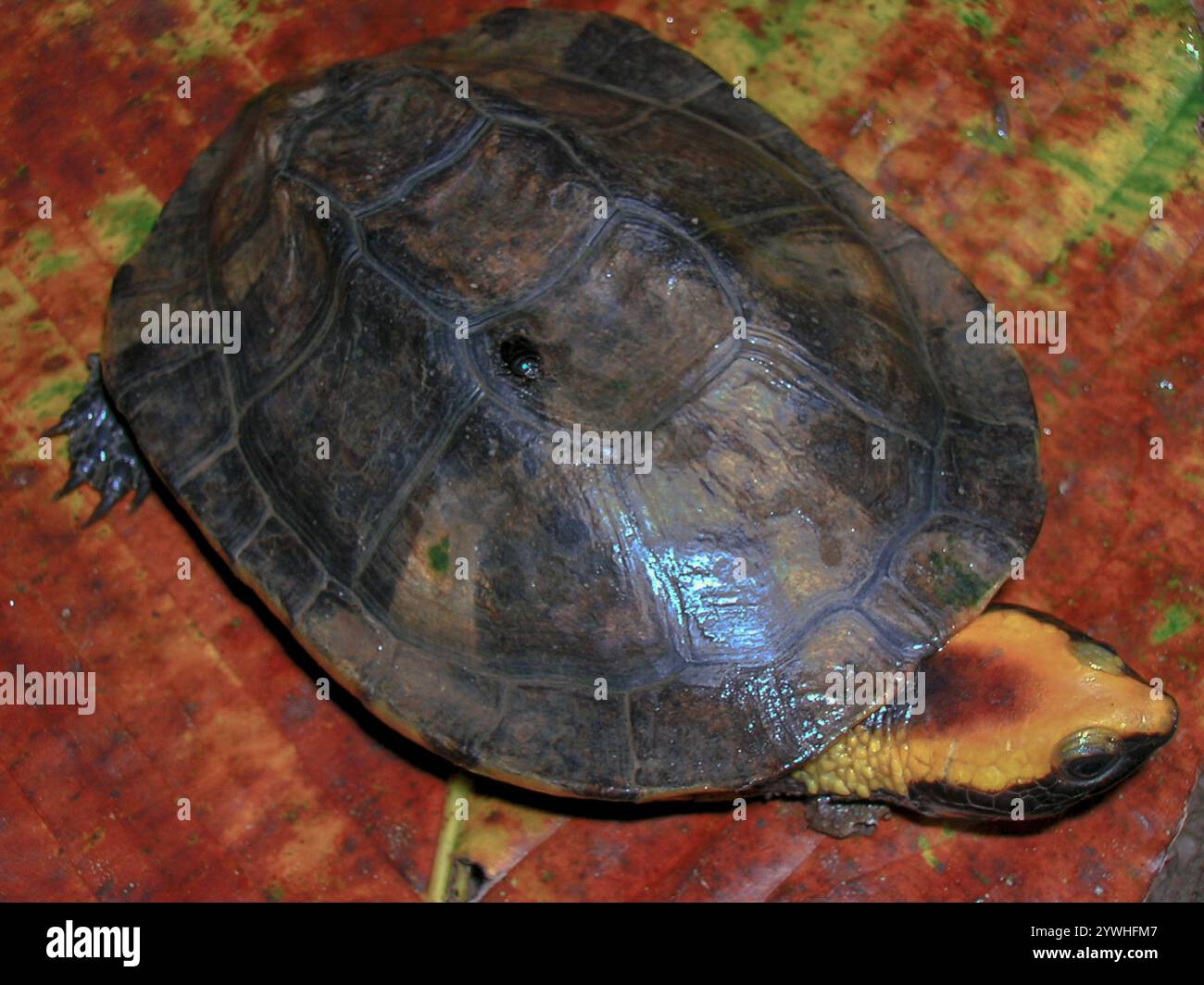 Twist neck turtle hi-res stock photography and images - Alamy
