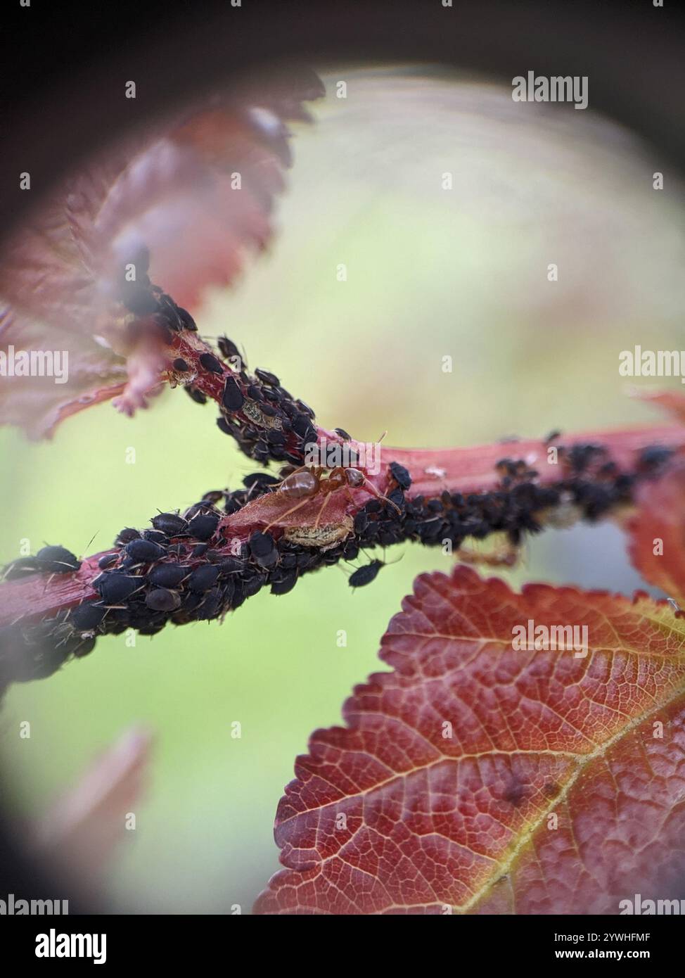 Turfgrass Ant (Lasius neoniger Stock Photo - Alamy