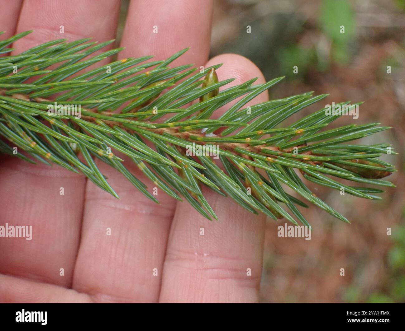 Engelmann spruce (Picea engelmannii Stock Photo - Alamy
