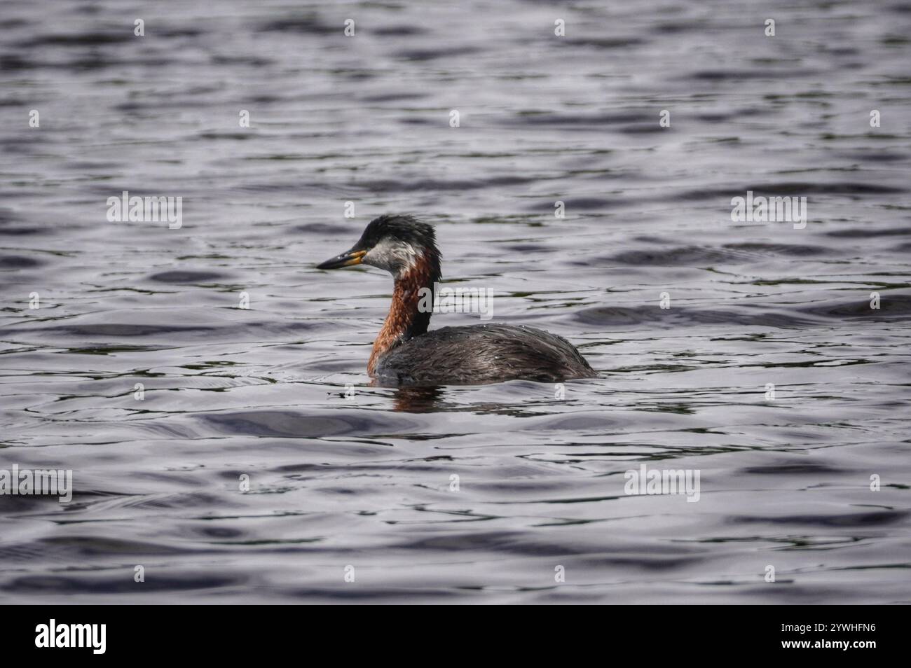 Red-necked Grebe (Podiceps grisegena Stock Photo - Alamy