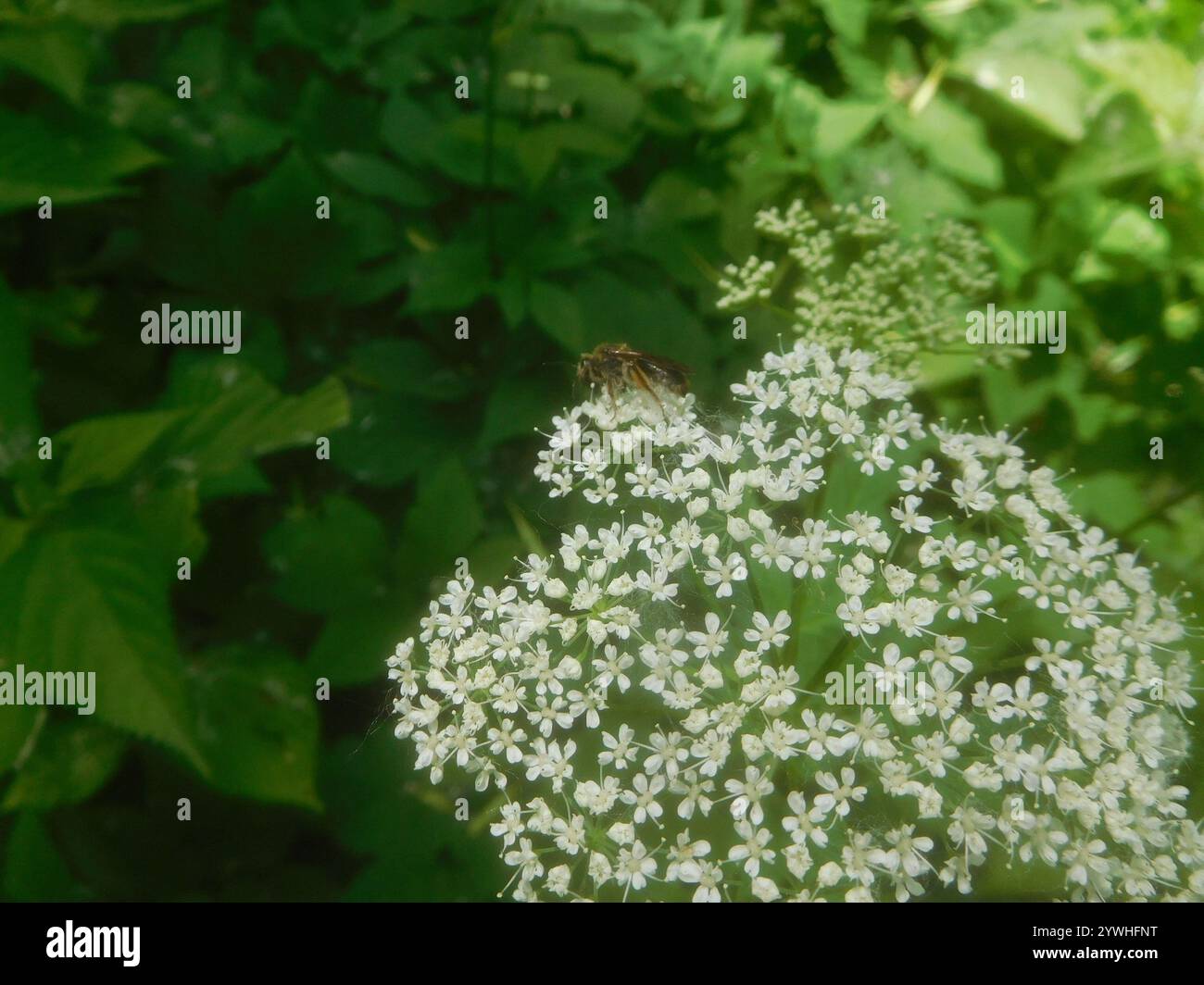 Mining Bees (Andrena Stock Photo - Alamy