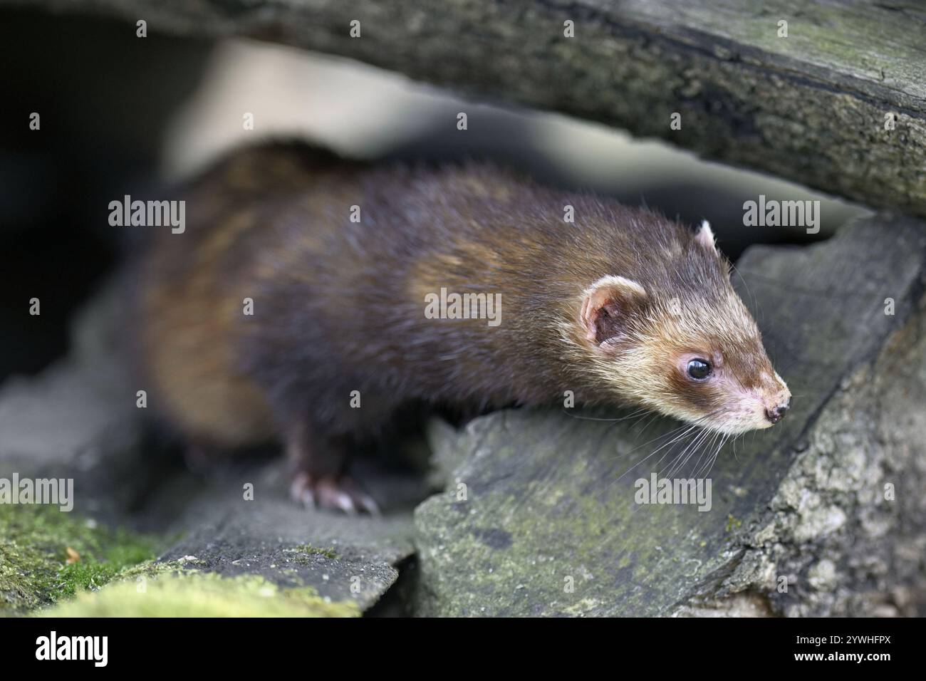 European polecat (Mustela putorius) also known as ferret, sitting on ...