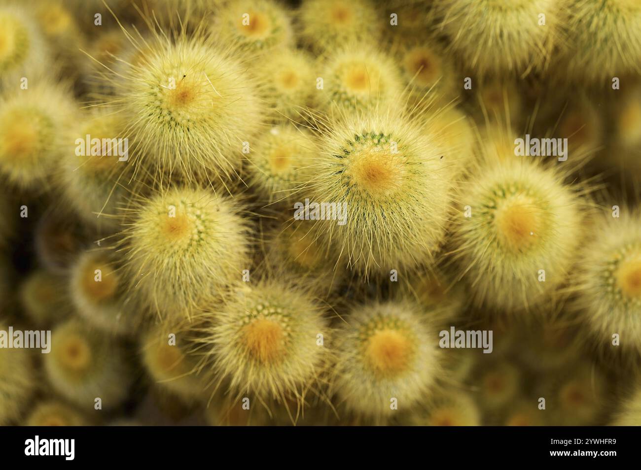 Cactaceae (Parodia leninghausii), genus Parodia, occurrence Brazil ...