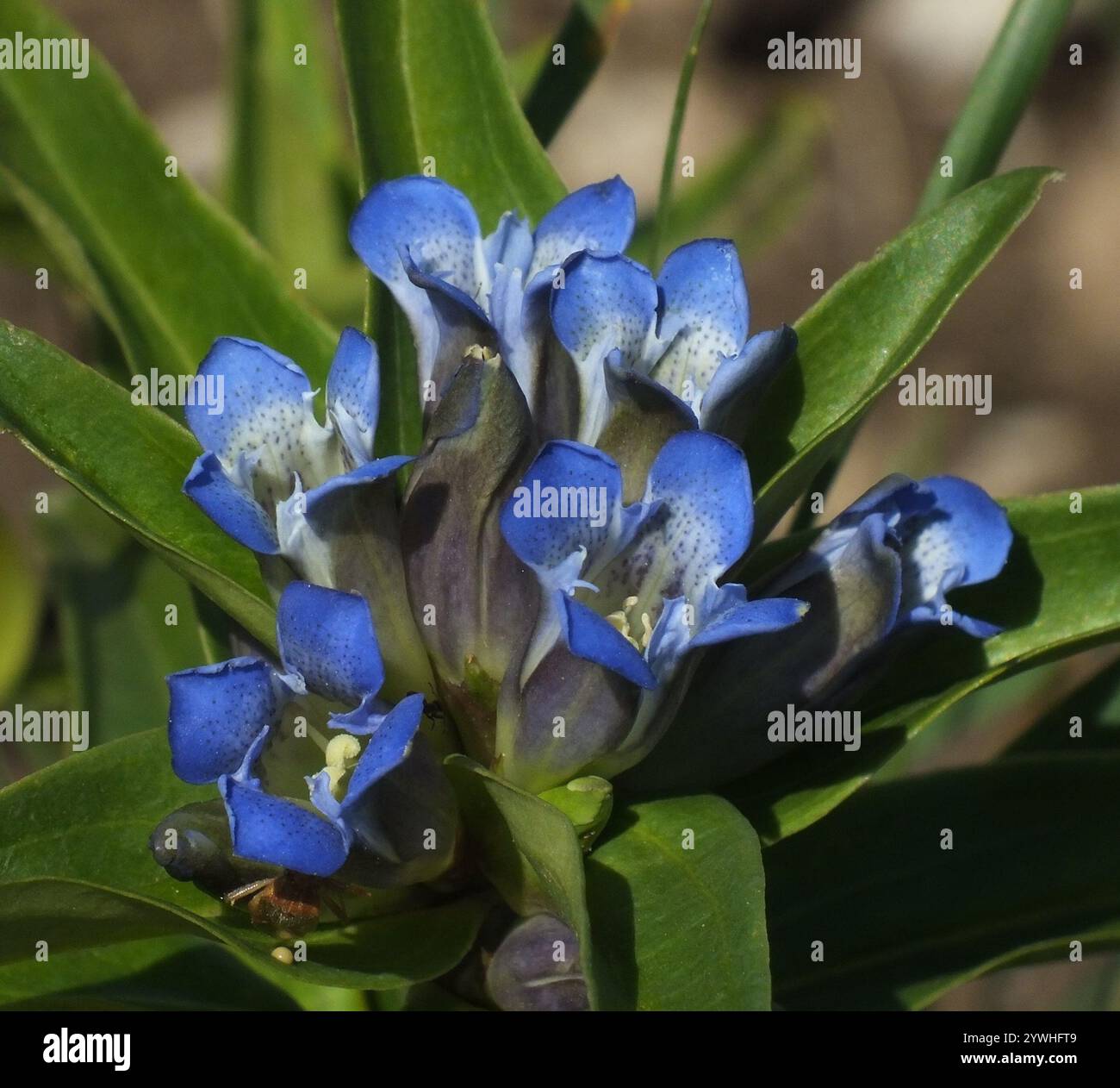 Cross Gentian (Gentiana cruciata Stock Photo - Alamy