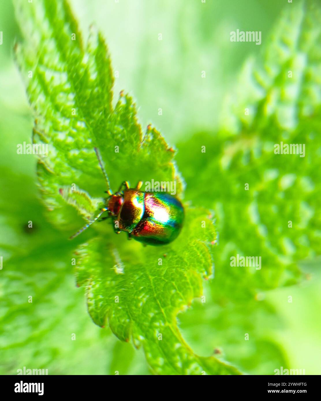 Dead-nettle Leaf Beetle (Fasta fastuosa Stock Photo - Alamy