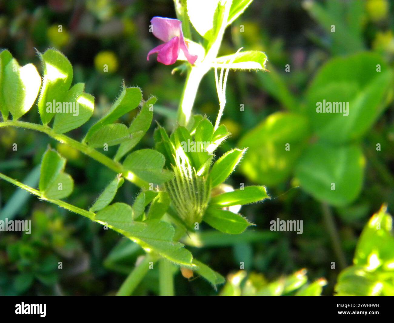 Common Vetch (Vicia sativa Stock Photo - Alamy