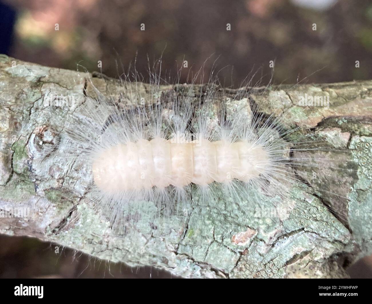 Laugher Moth (Charadra deridens Stock Photo - Alamy