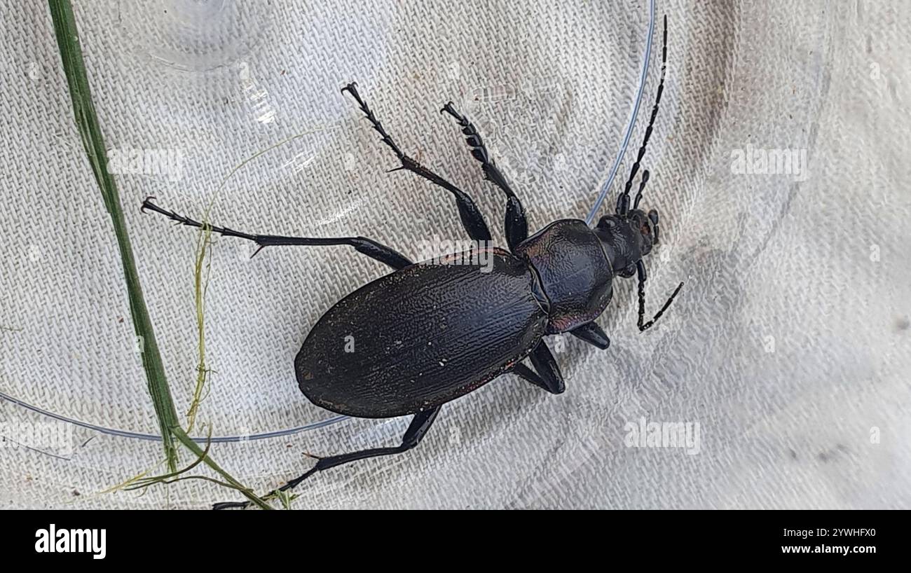 Violet ground beetle (Carabus violaceus Stock Photo - Alamy