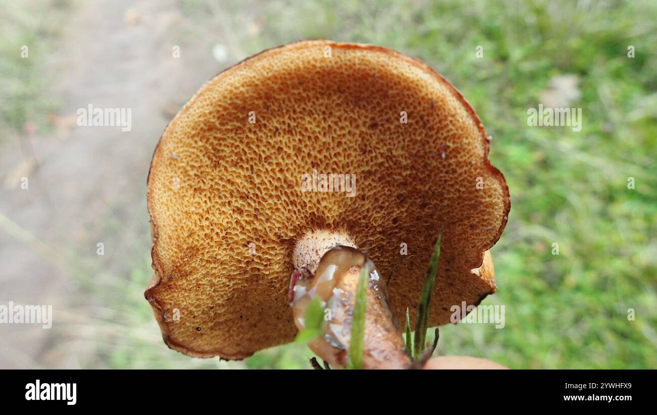 Slippery Jacks (Suillus Stock Photo - Alamy