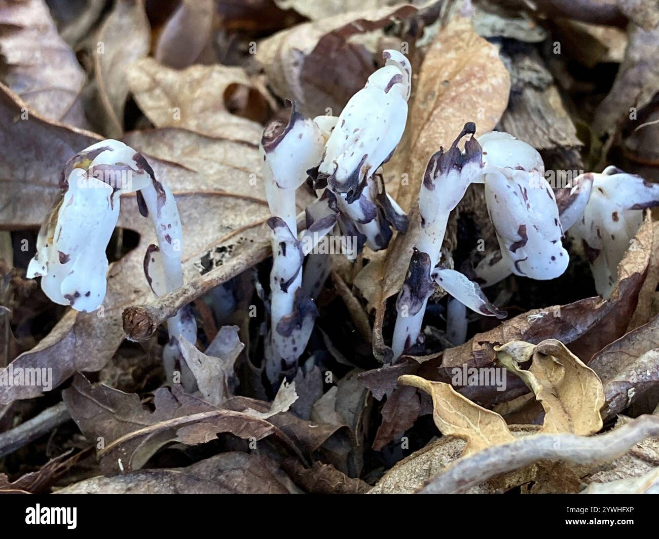Ghost Pipe (Monotropa uniflora Stock Photo - Alamy