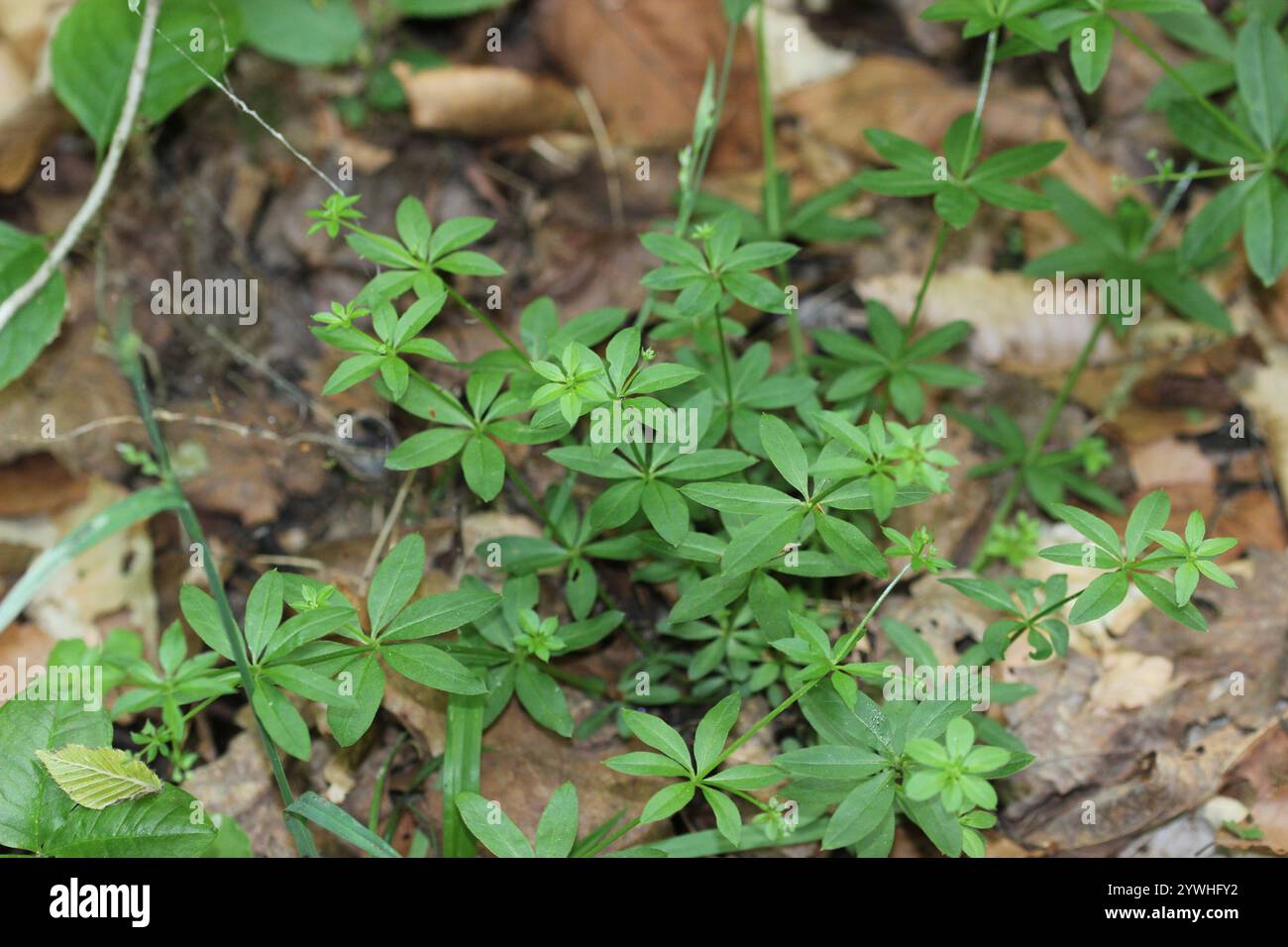 fragrant bedstraw (Galium triflorum Stock Photo - Alamy