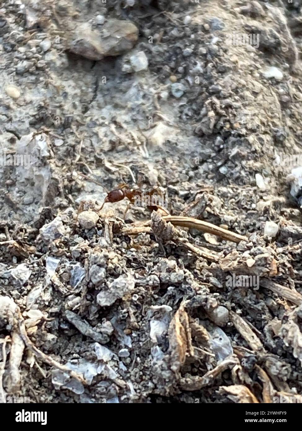 Western Collared Ant (Aphaenogaster occidentalis Stock Photo - Alamy