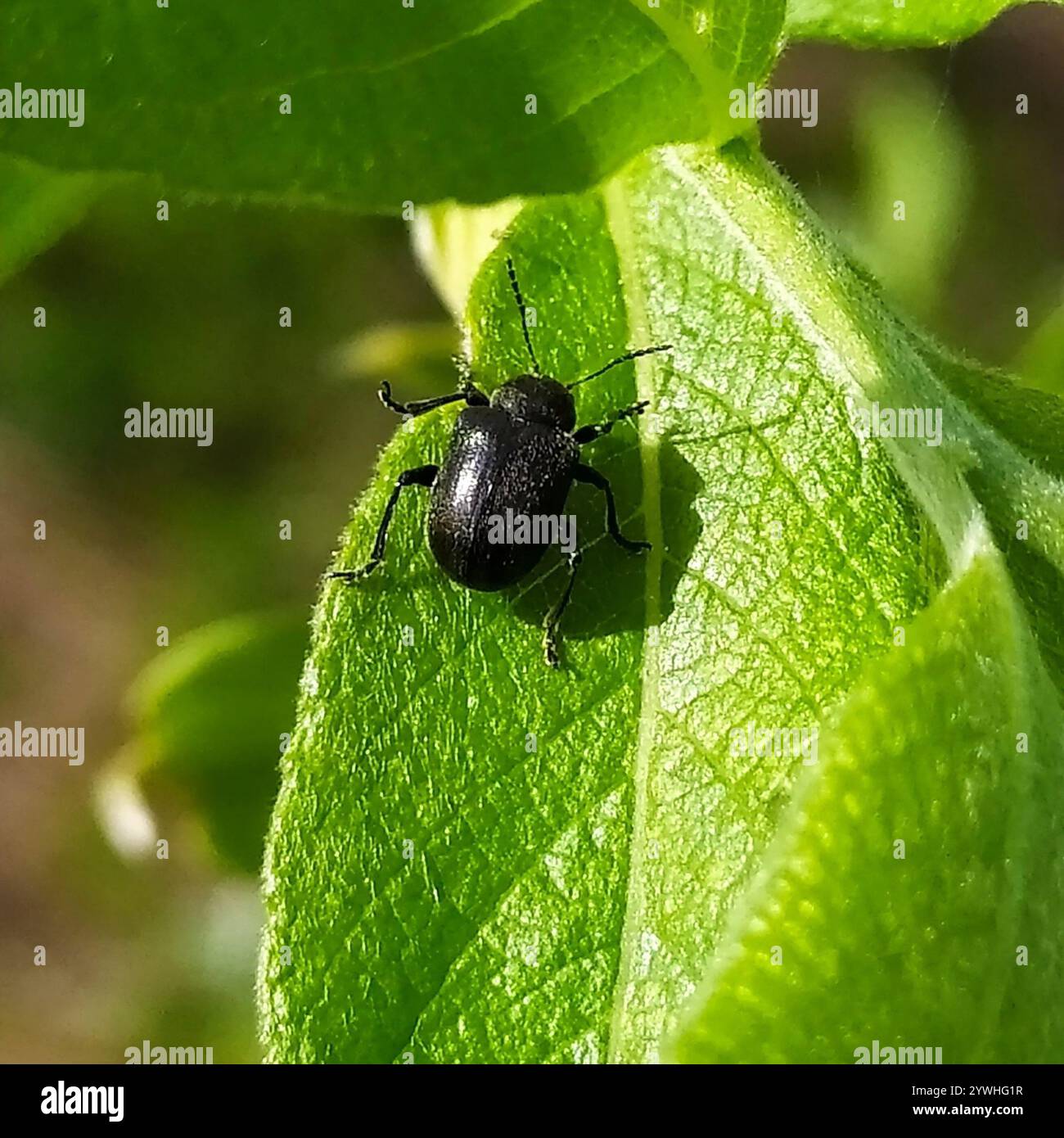 Western Grape Rootworm (Bromius obscurus Stock Photo - Alamy