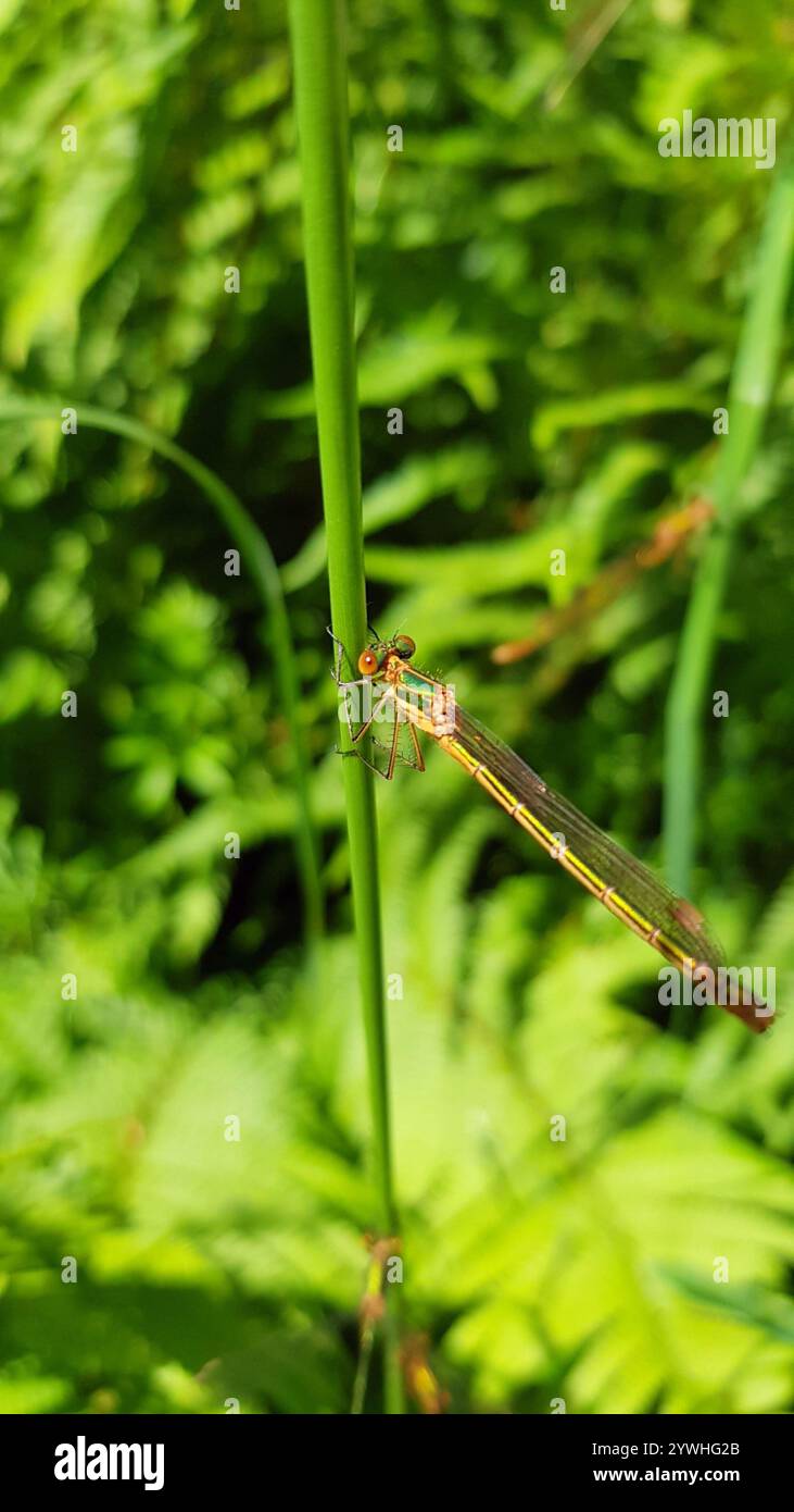 Common Spreadwing (Lestes sponsa Stock Photo - Alamy