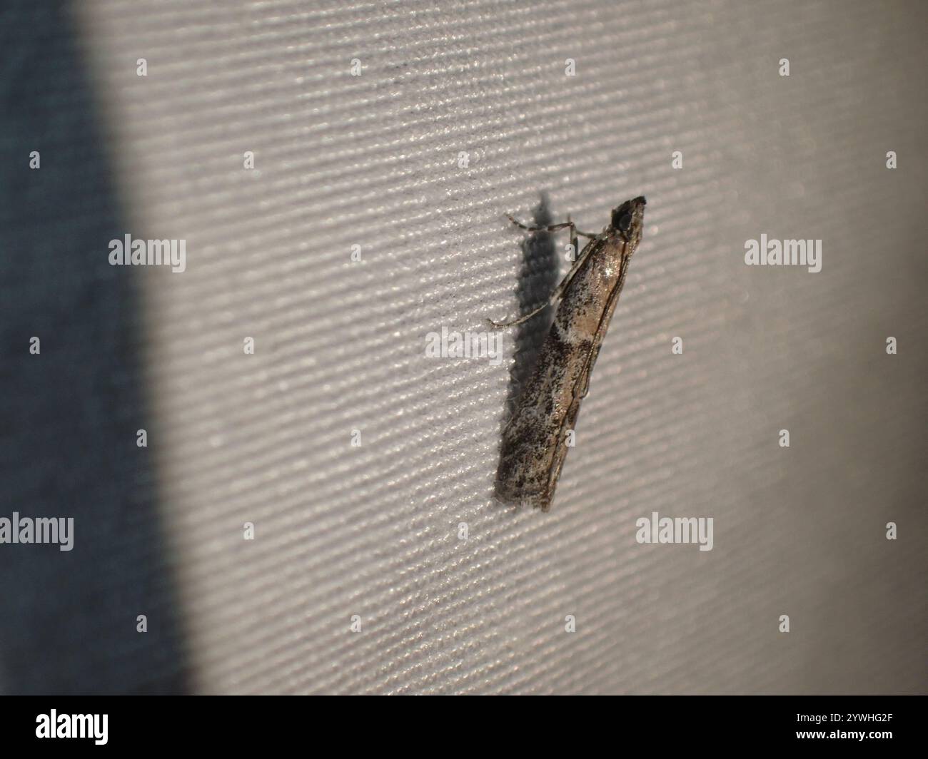 Dusky Raisin Moth (Ephestiodes gilvescentella Stock Photo - Alamy