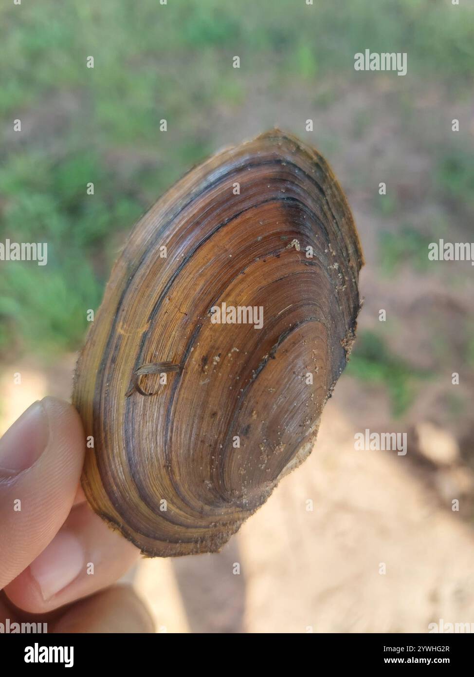 Giant Floater (Pyganodon grandis Stock Photo - Alamy