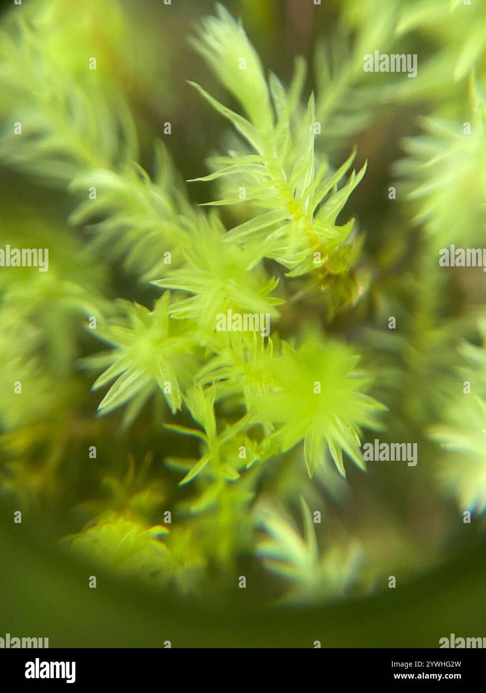ribbed bog moss (Aulacomnium palustre Stock Photo - Alamy