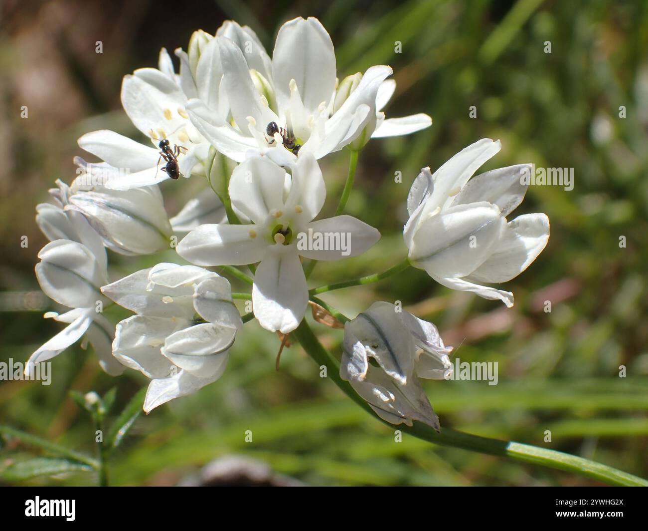 white brodiaea (Triteleia hyacinthina Stock Photo - Alamy