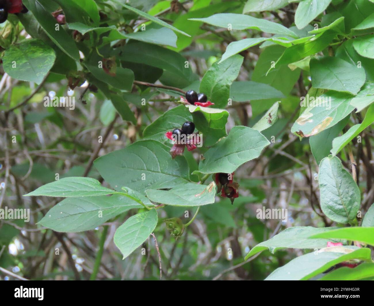 twinberry honeysuckle (Lonicera involucrata Stock Photo - Alamy