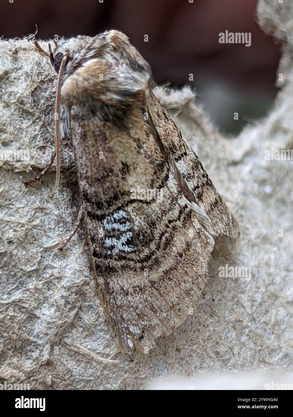 Figure of Eighty (Tethea ocularis Stock Photo - Alamy