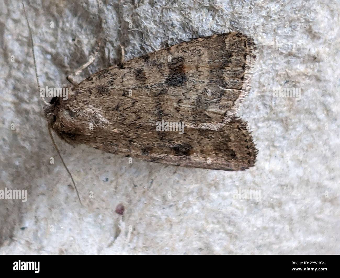 Mottled Rustic (Caradrina morpheus Stock Photo - Alamy