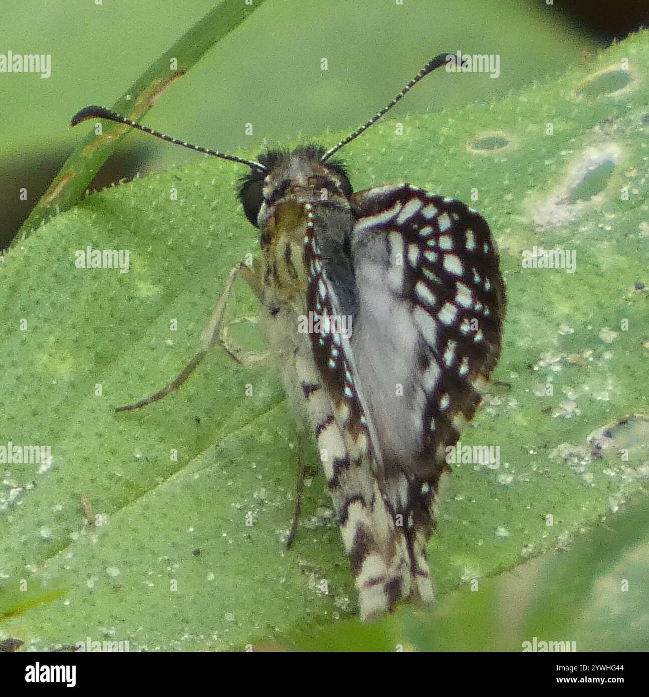 Tropical Checkered-Skipper (Burnsius oileus Stock Photo - Alamy