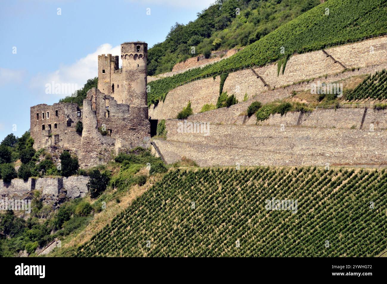 Ehrenfels castle ruins near Assmannshausen, UNESCO World Heritage ...