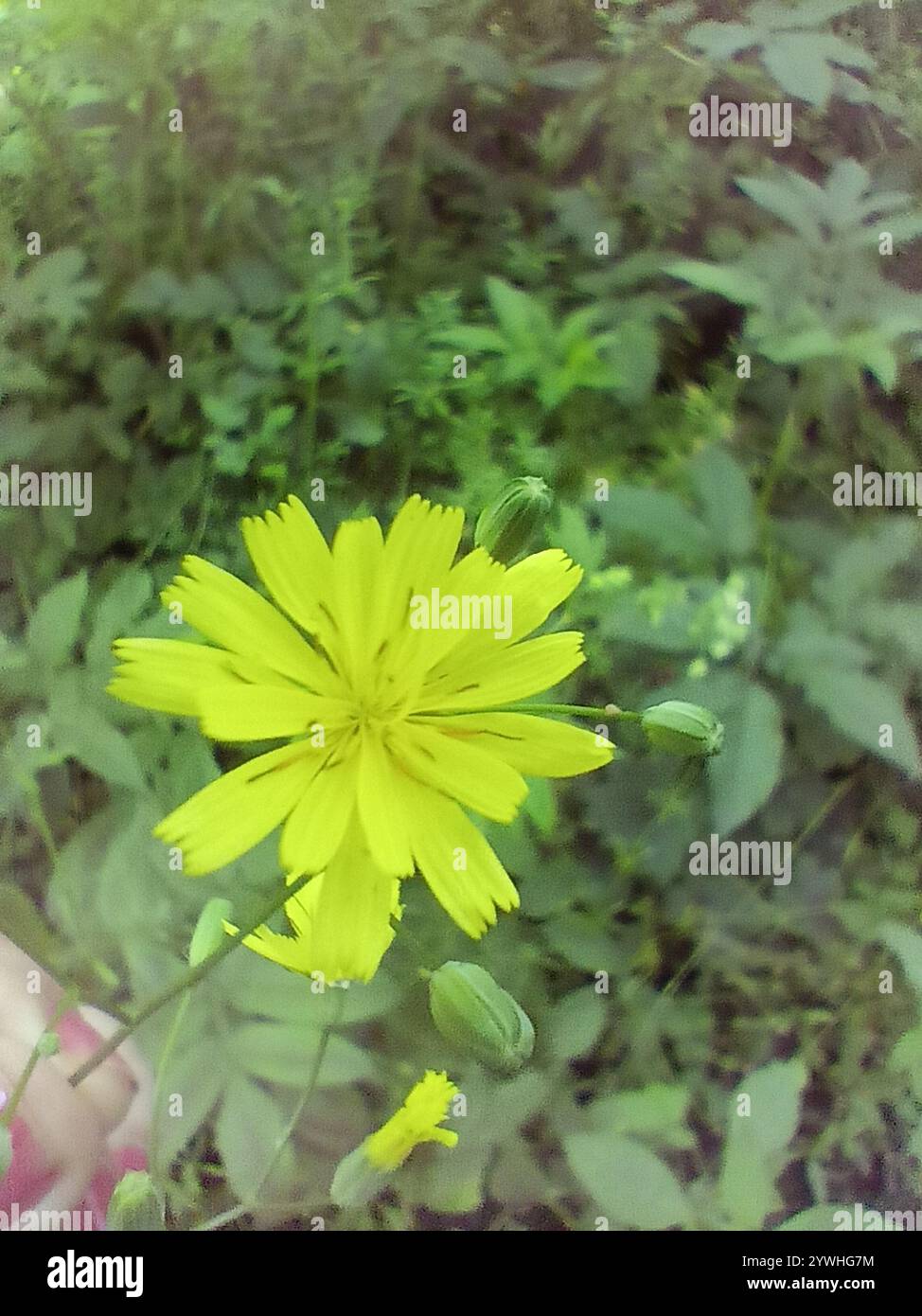 nipplewort (Lapsana communis Stock Photo - Alamy