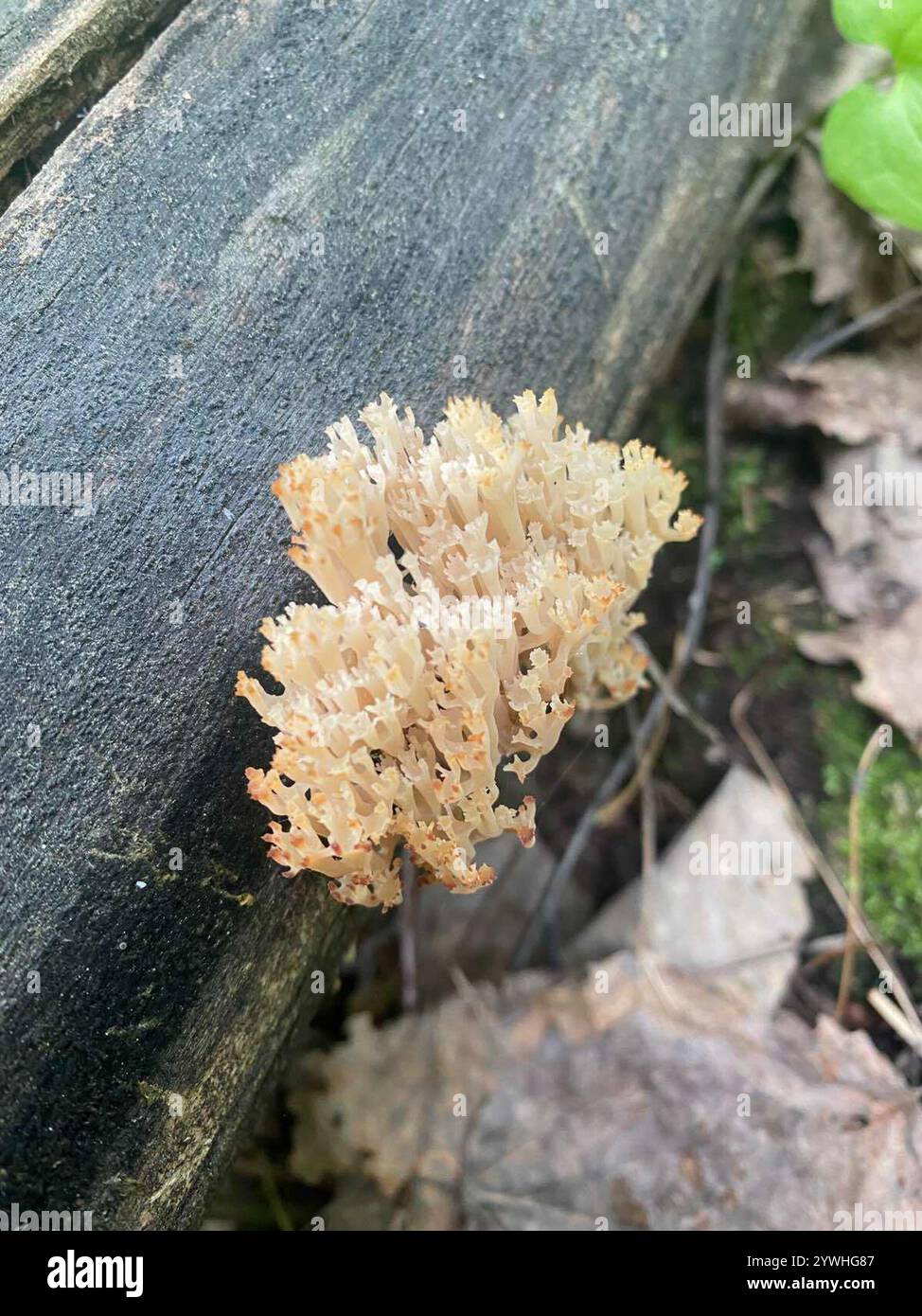 crown-tipped coral fungus (Artomyces pyxidatus Stock Photo - Alamy