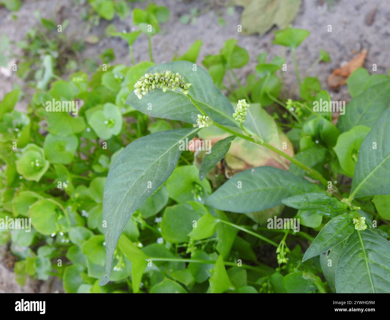 pale smartweed (Persicaria lapathifolia Stock Photo - Alamy
