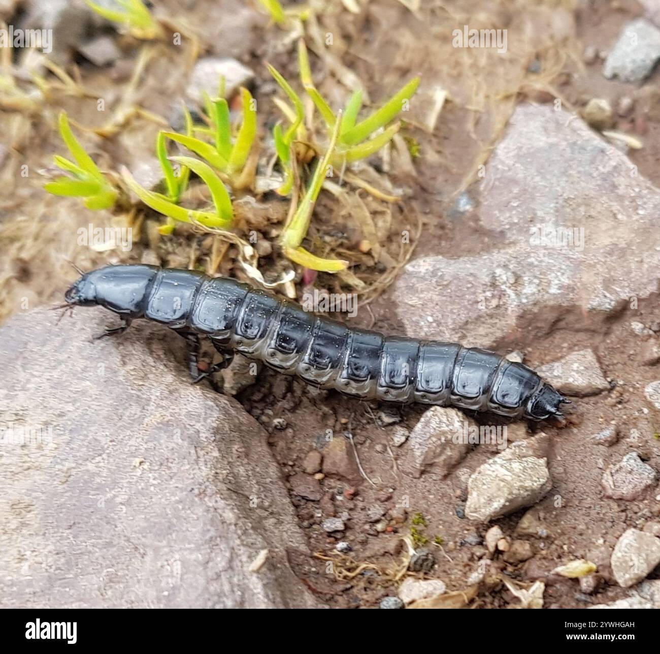 Worm and Slug Hunters (Carabus Stock Photo - Alamy