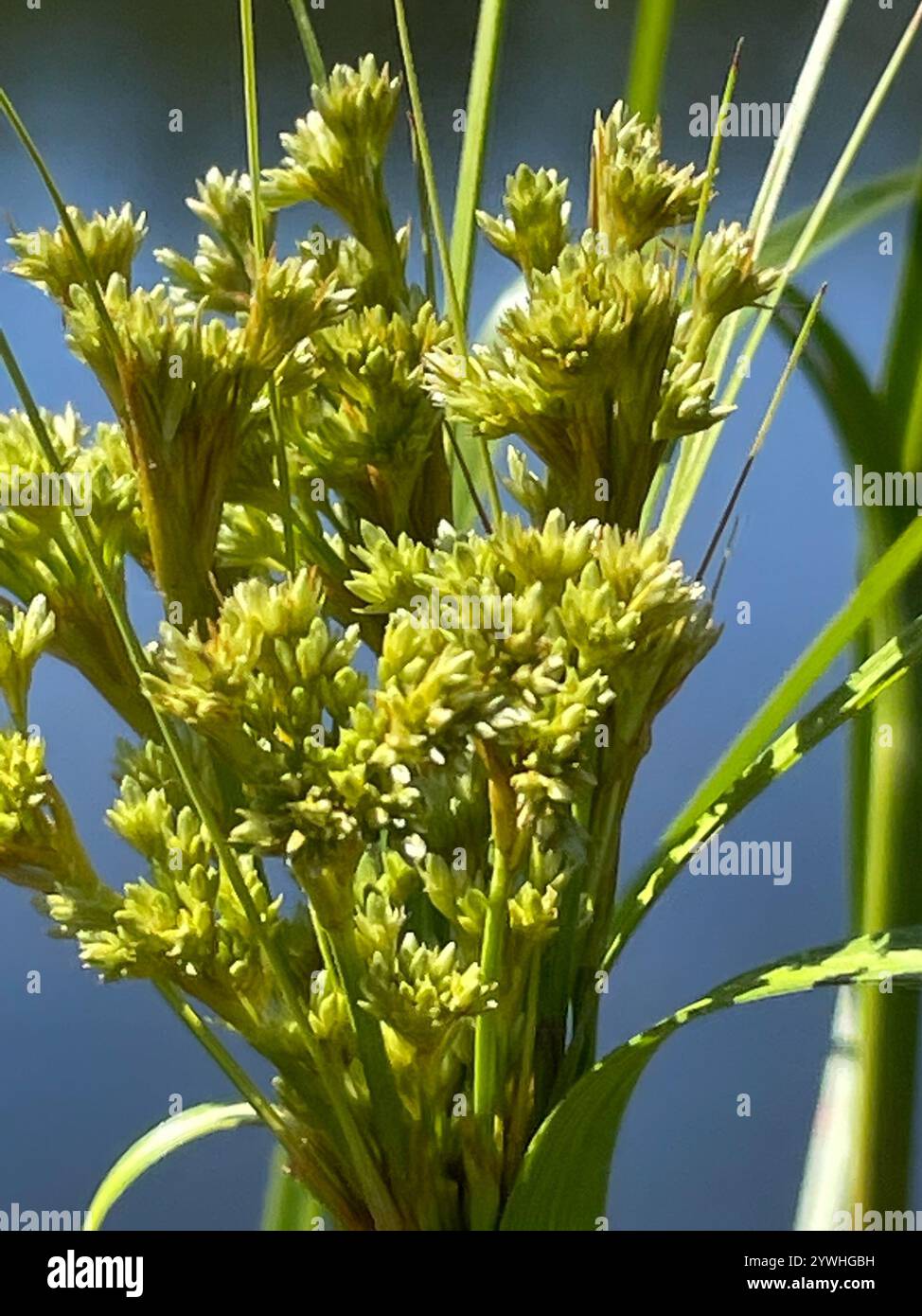 woolgrass (Scirpus cyperinus Stock Photo - Alamy