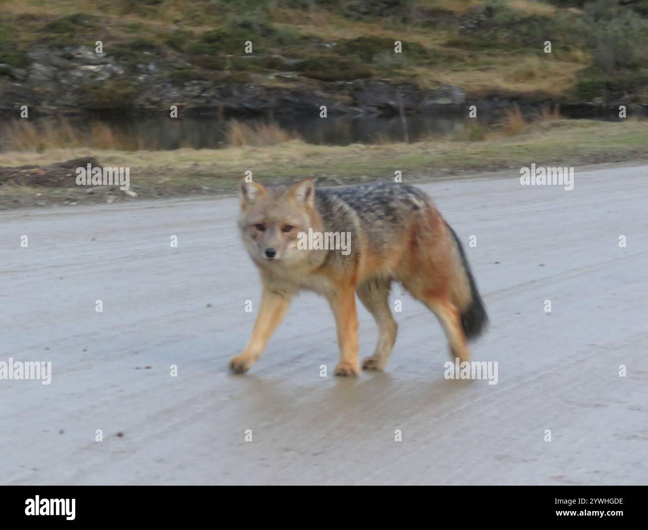 Culpeo (Lycalopex culpaeus Stock Photo - Alamy