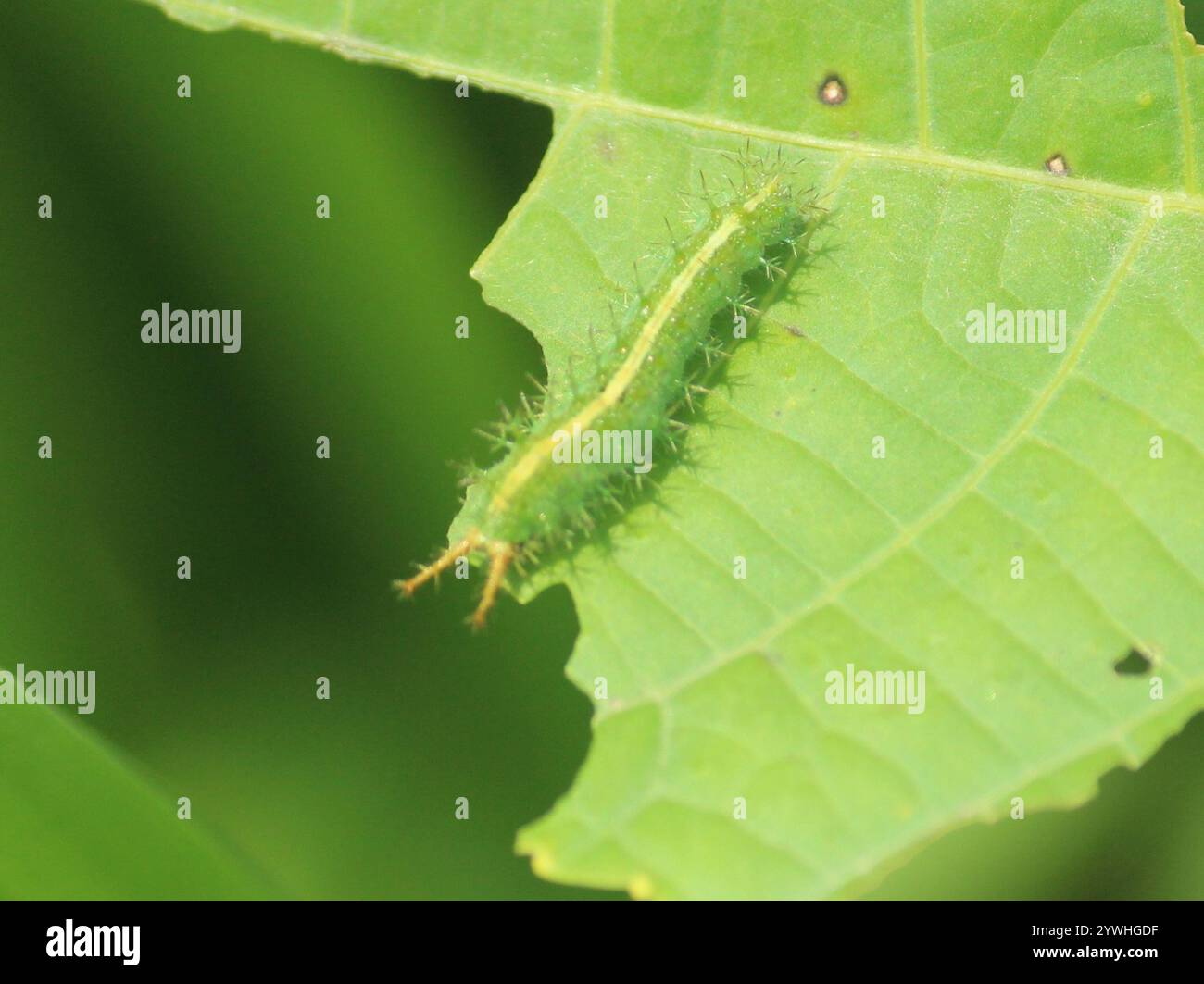 Common Castor Butterfly (Ariadne merione Stock Photo - Alamy