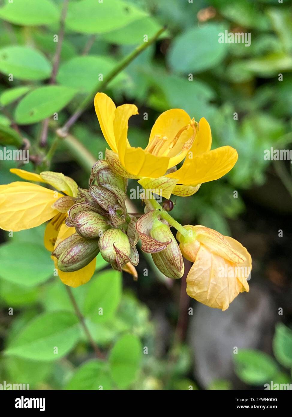 Coffee Senna (Senna occidentalis Stock Photo - Alamy