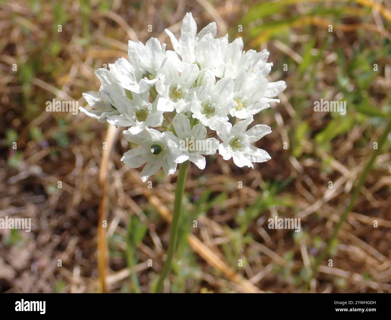 white brodiaea (Triteleia hyacinthina Stock Photo - Alamy