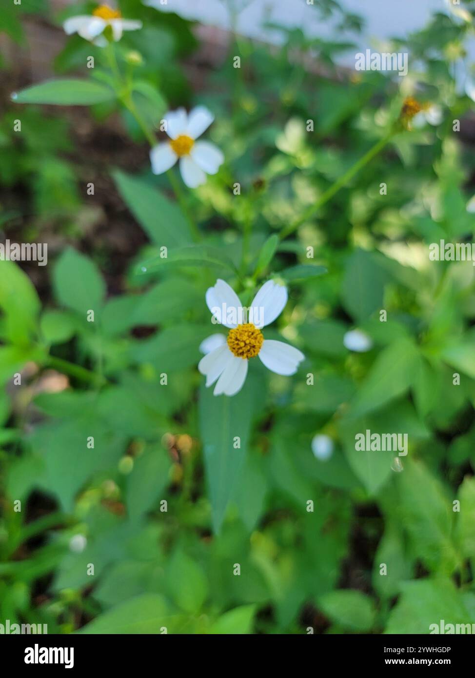 White beggarticks (Bidens alba Stock Photo - Alamy