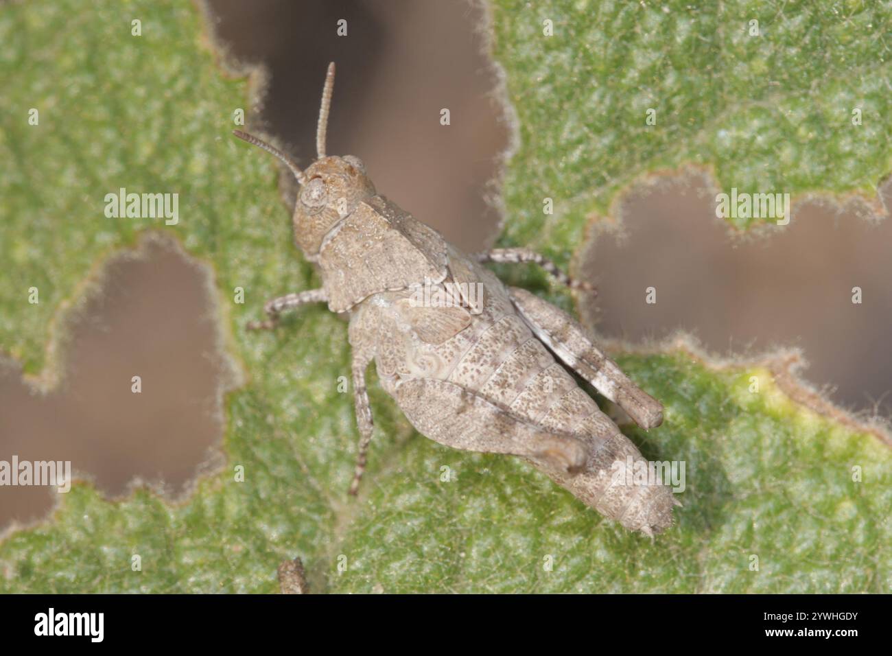 Blue-winged Grasshopper (Oedipoda caerulescens Stock Photo - Alamy
