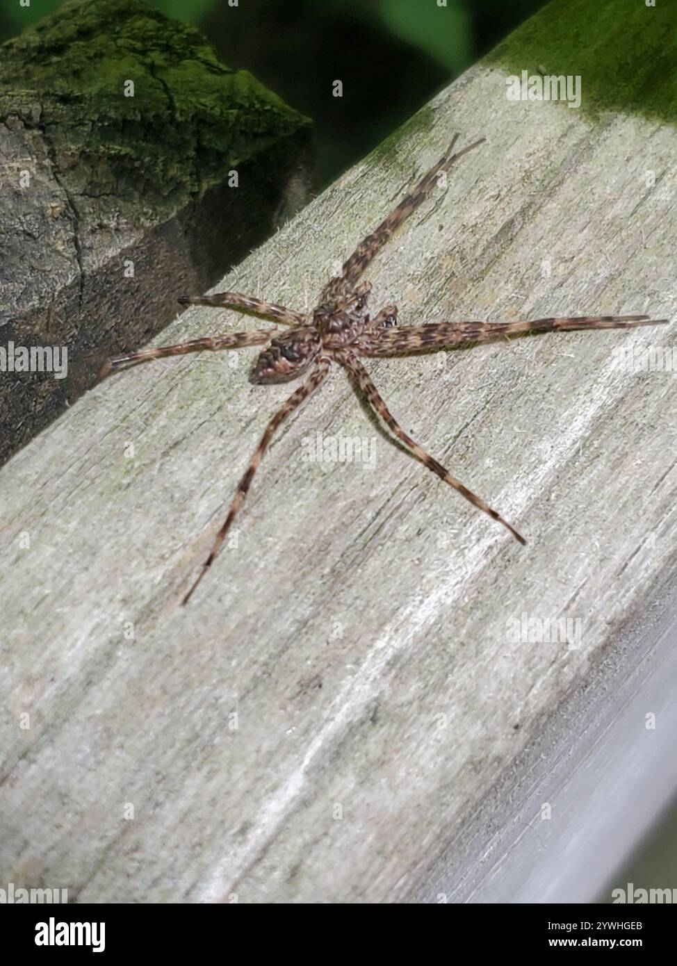 Dark Fishing Spider (Dolomedes tenebrosus Stock Photo - Alamy