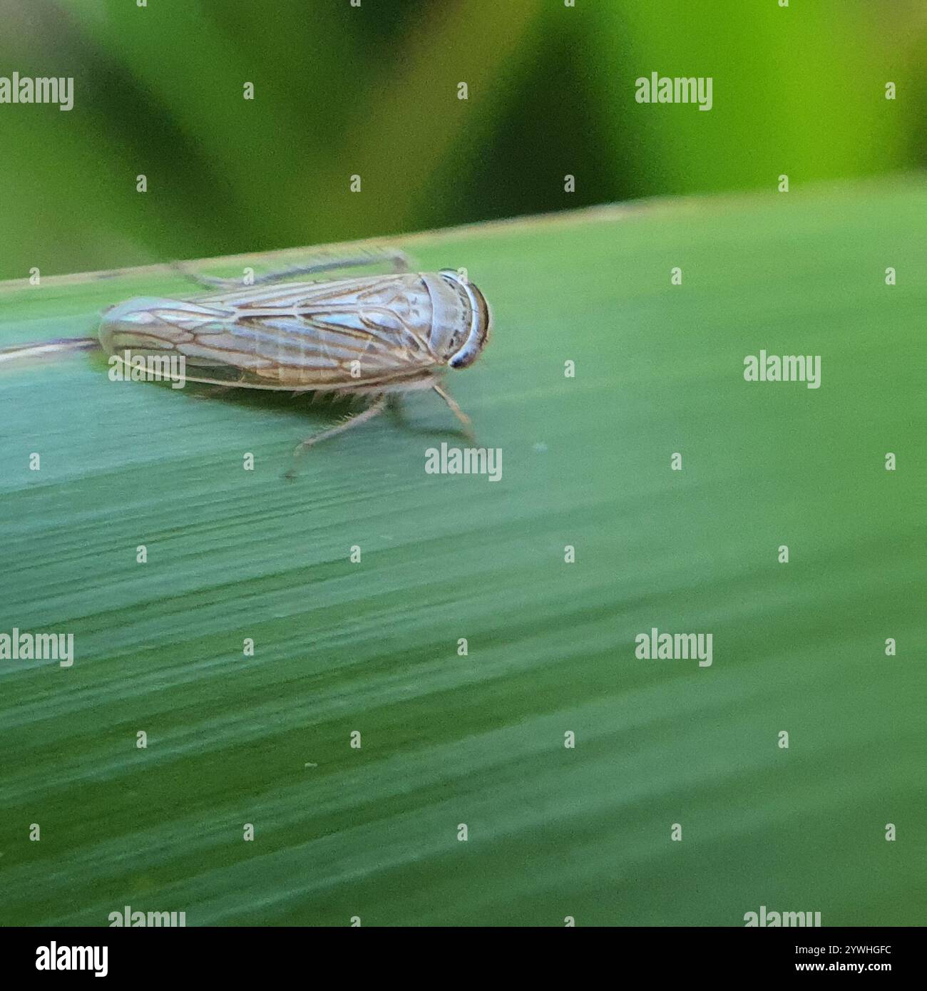 Typical Leafhoppers (Cicadellidae Stock Photo - Alamy
