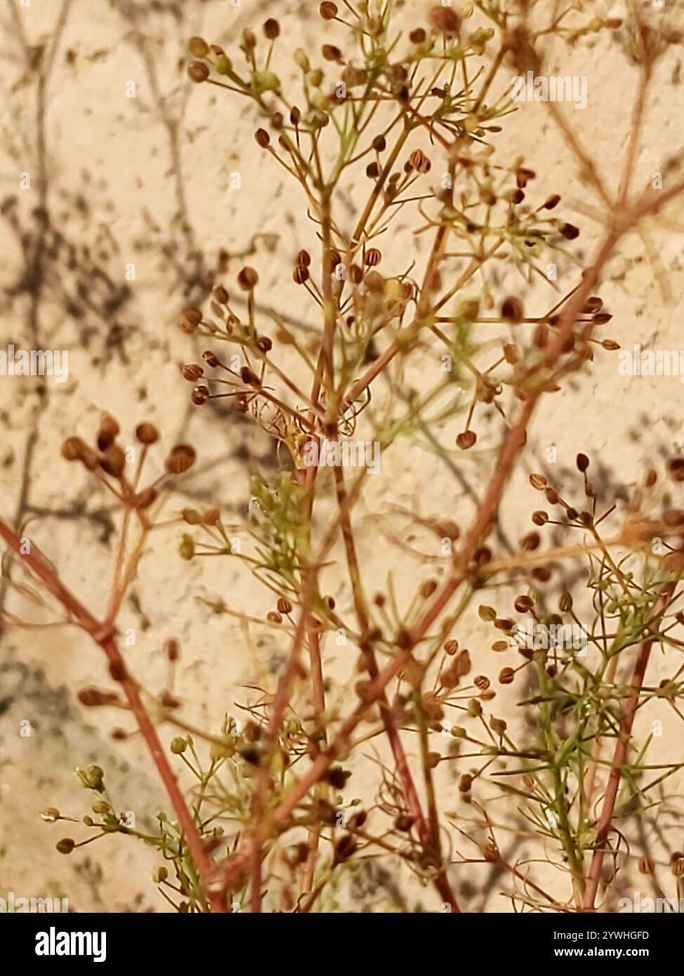 Marsh parsley (Cyclospermum leptophyllum Stock Photo - Alamy