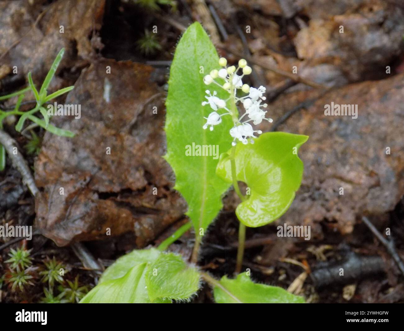 May Lily (Maianthemum bifolium Stock Photo - Alamy