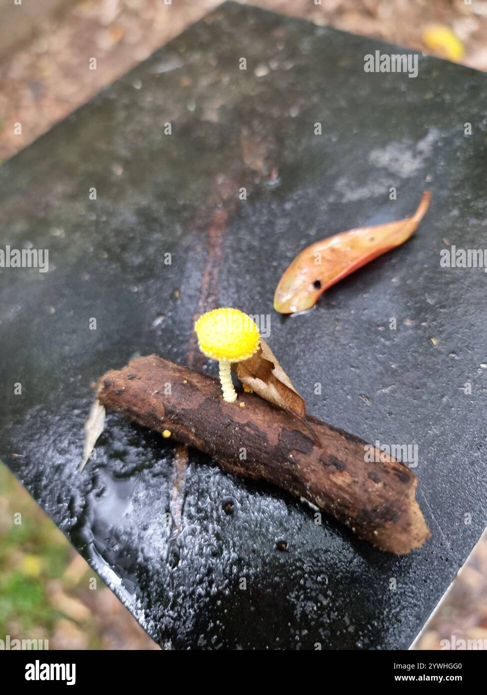 Golden-scruffy Collybia (Cyptotrama asprata Stock Photo - Alamy