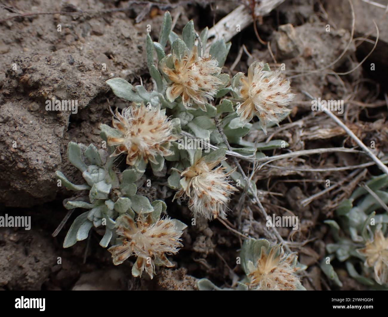 Low Pussytoes (Antennaria dimorpha Stock Photo - Alamy