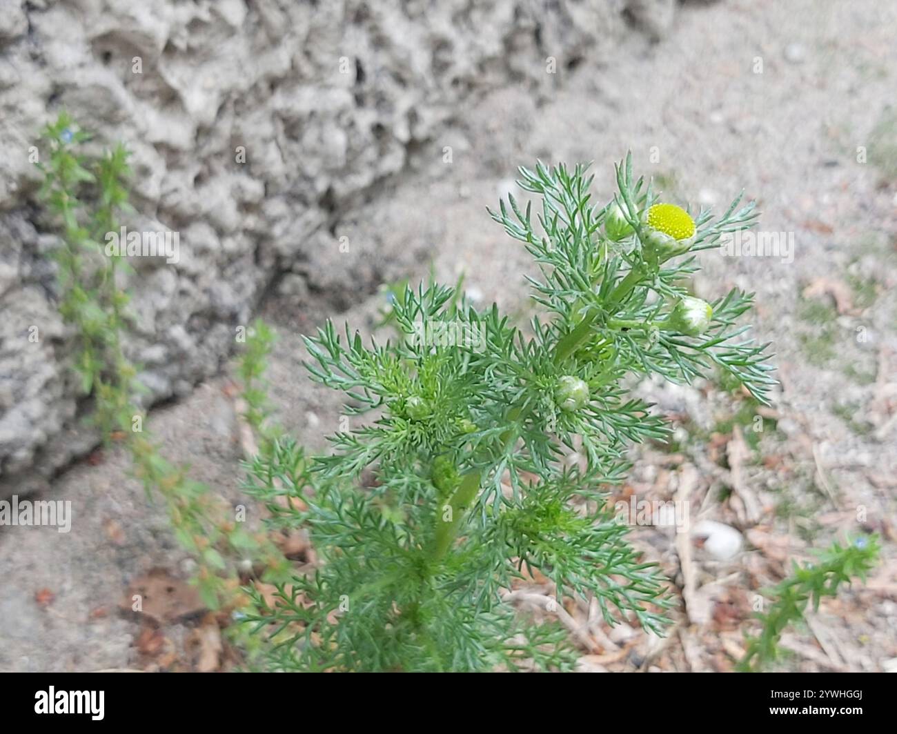 pineapple-weed (Matricaria discoidea Stock Photo - Alamy