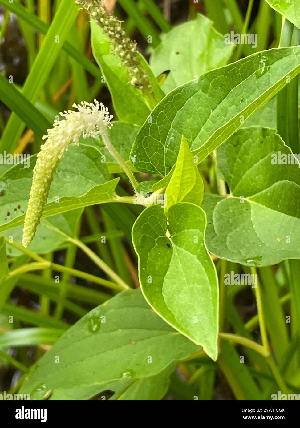 lizard's tail (Saururus cernuus Stock Photo - Alamy