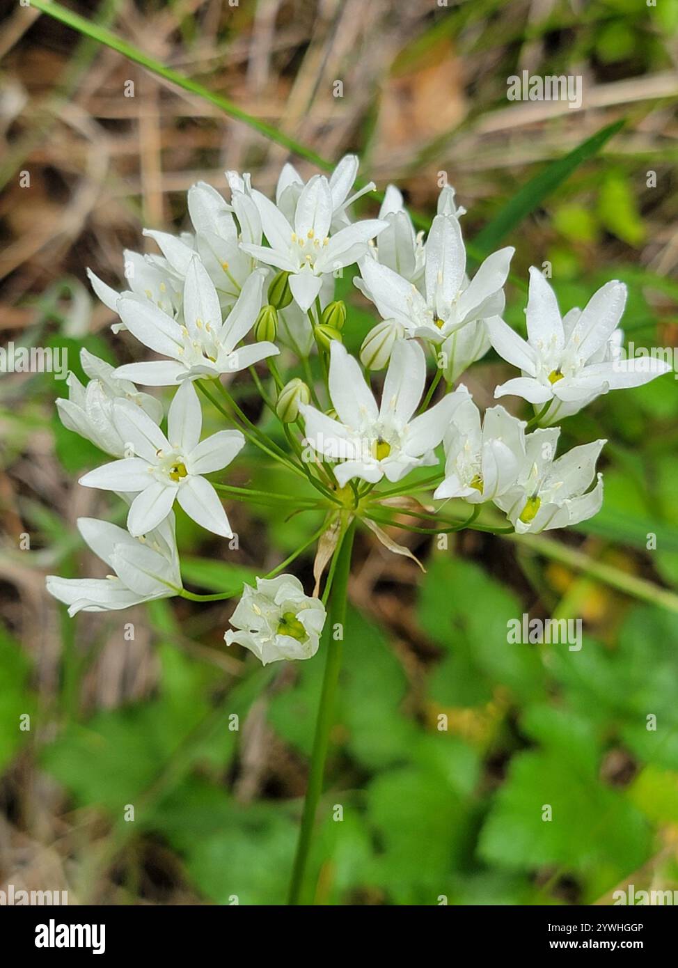 white brodiaea (Triteleia hyacinthina Stock Photo - Alamy