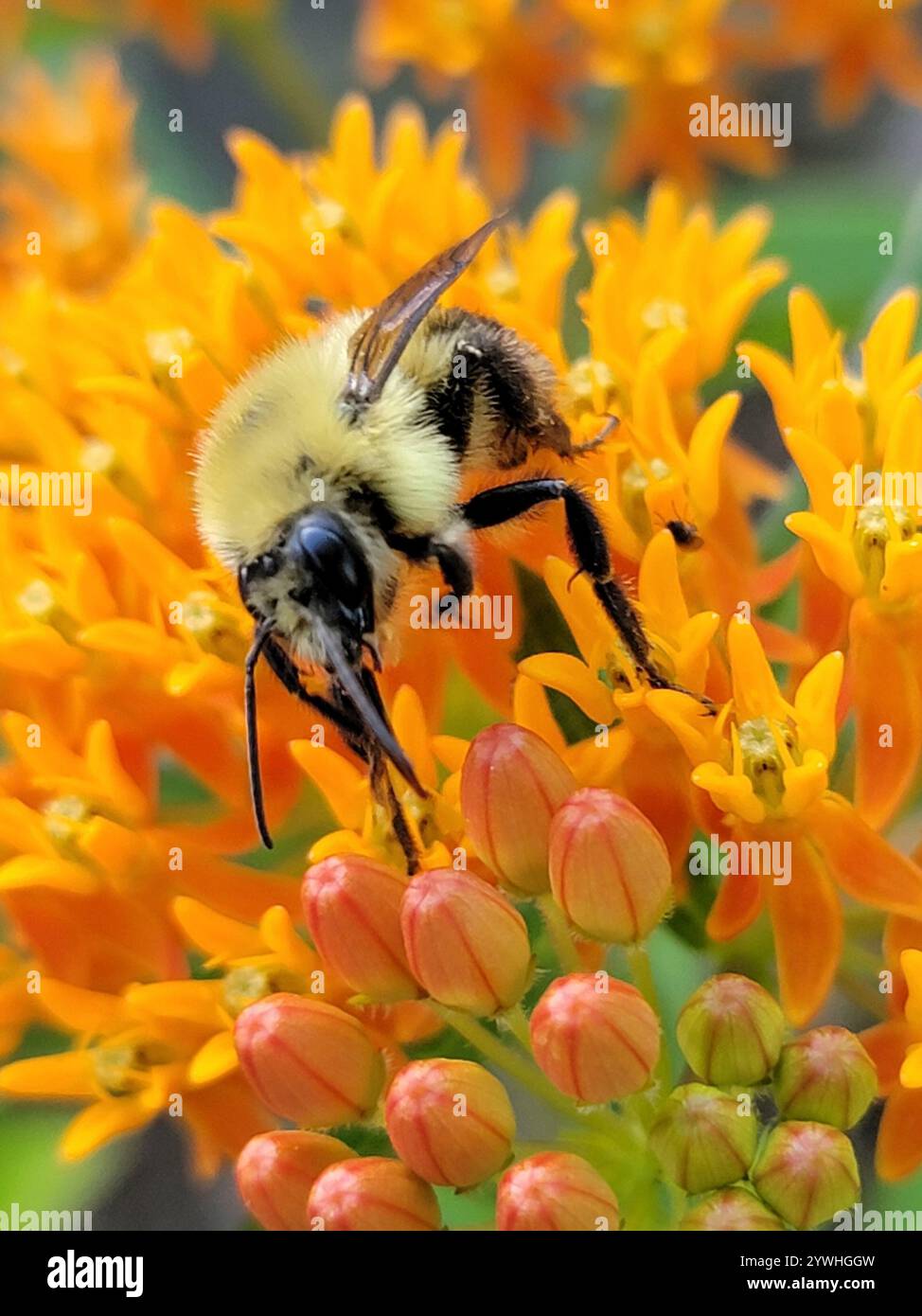 Two-spotted Bumble Bee (Bombus bimaculatus Stock Photo - Alamy